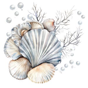 10 Seashell Clipart L Sea Shells Coral L JPG Digital Download L ...