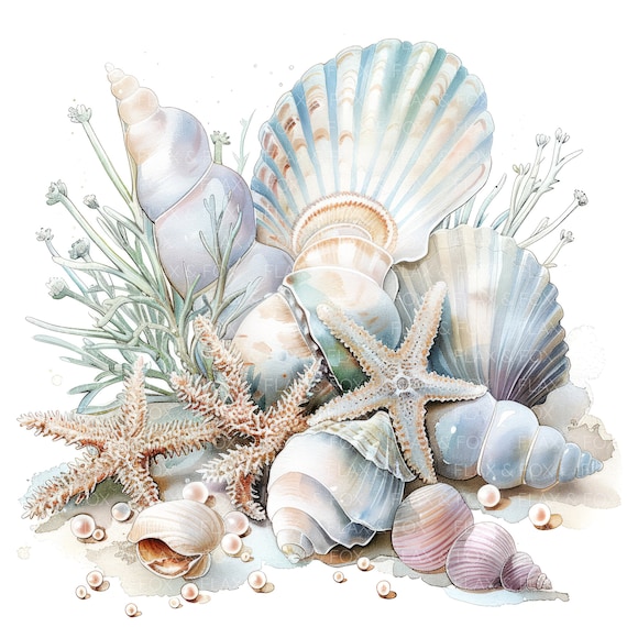 Printable Pictures Of Sea Shells FREE Seashell Coloring Pages