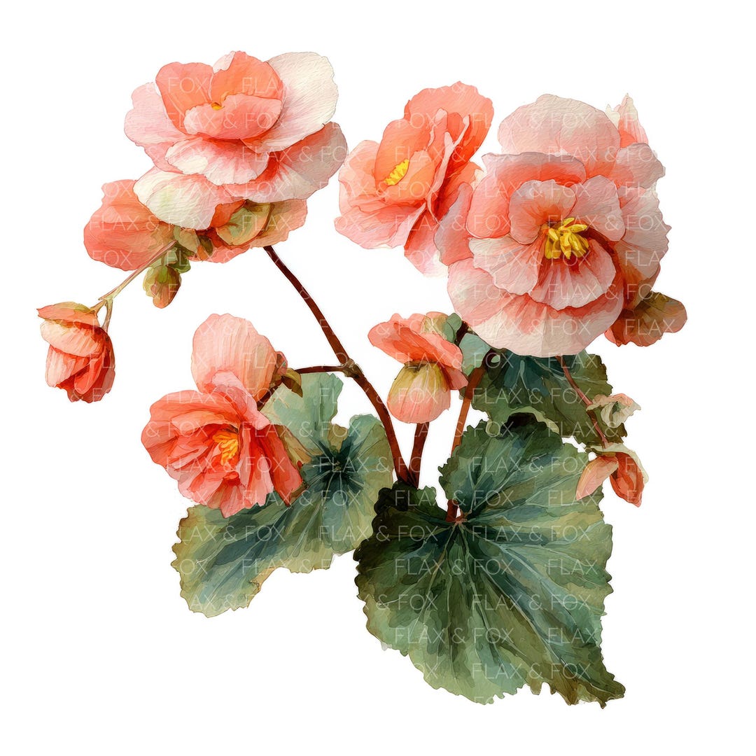 20 Begonia Flowers Clipart L Pink Flowers Branch L JPG Digital Download ...