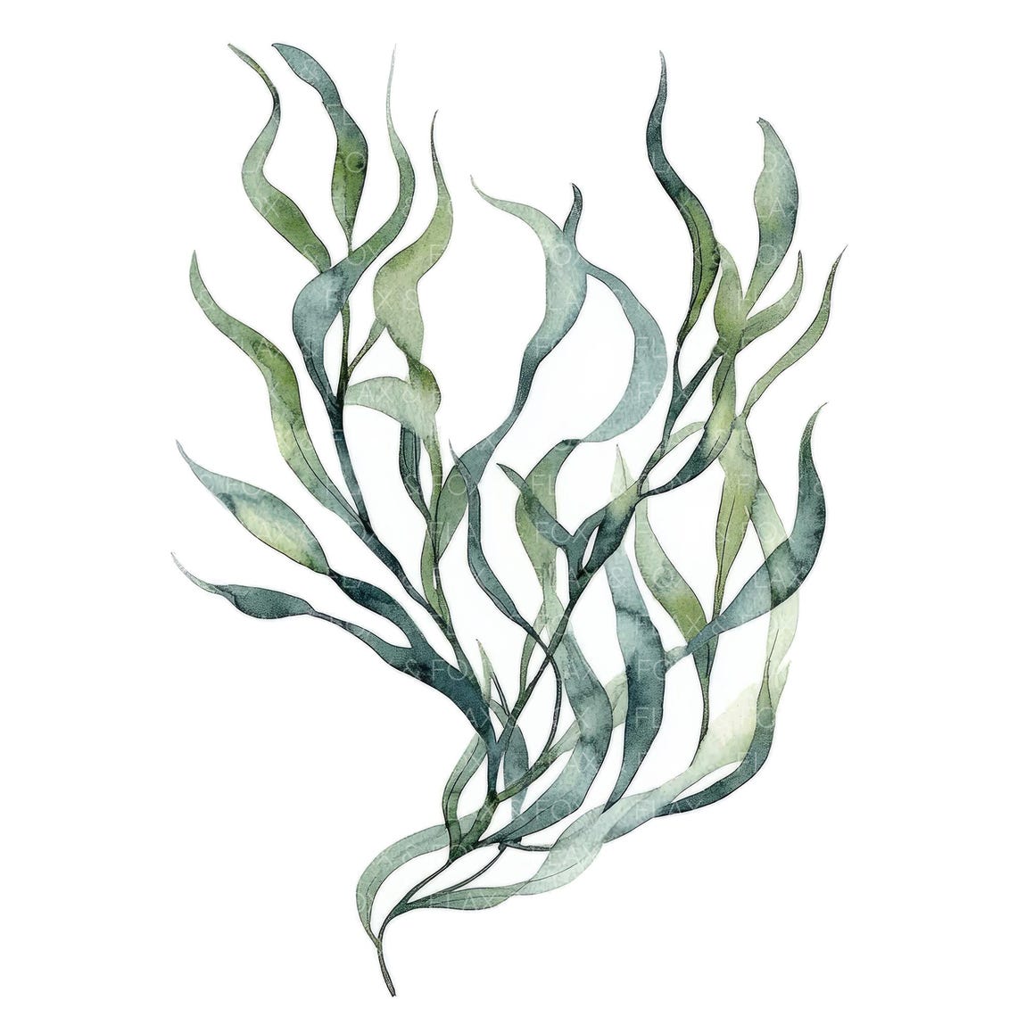 10 Seaweed Clipart L Botanical Leaves L JPG Digital Download L ...