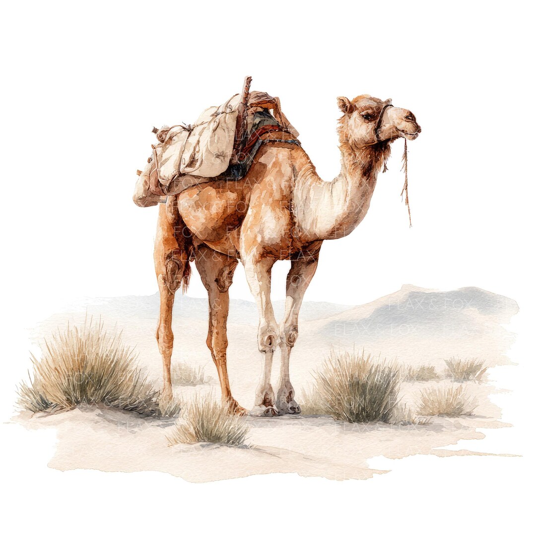 18 Desert Camel Clipart L Animal L JPG Digital Download L Printable ...