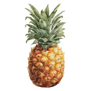 15 Pineapple Clipart L Tropical Fruit Illustration L JPG Digital ...