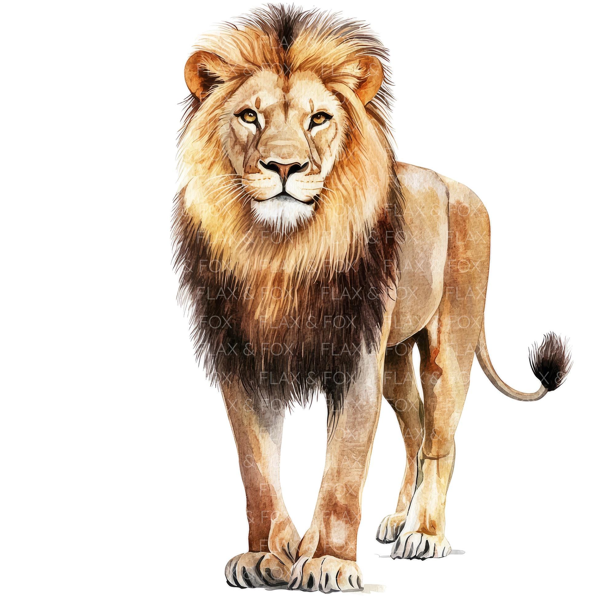16 Lion Clipart L Safari Animal Portrait L JPG Digital Download L ...