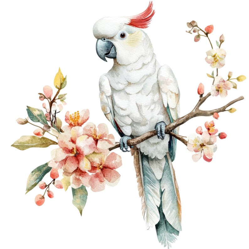 12 Tropical Cockatoo Clipart L Parrot Bird and Flower L JPG Digital ...