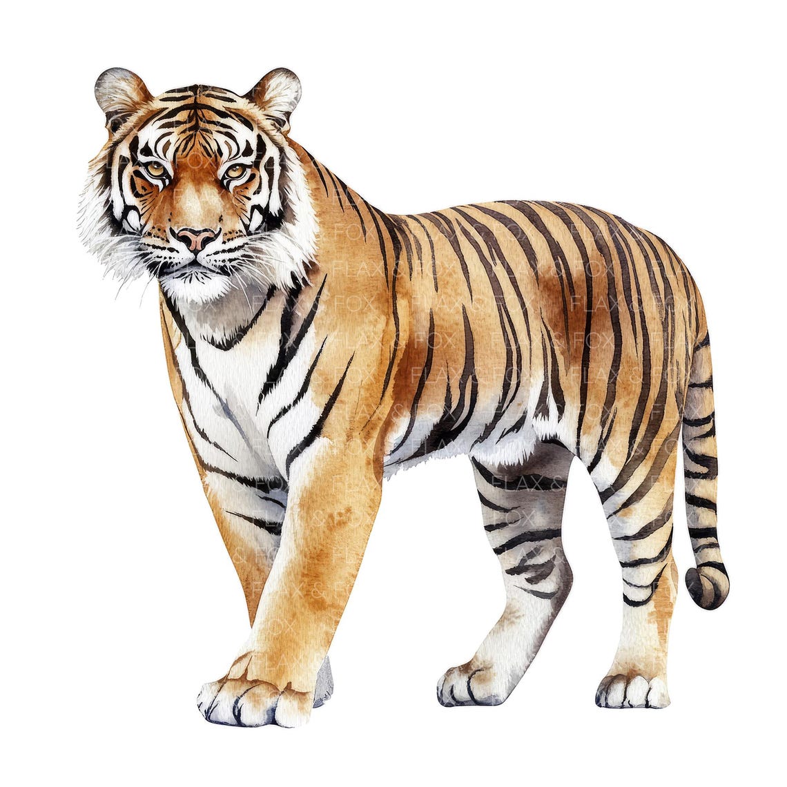 14 Tiger Clipart L Safari Animal Portrait L JPG Digital Download L ...