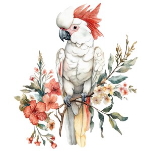 12 Tropical Cockatoo Clipart L Parrot Bird and Flower L JPG Digital ...