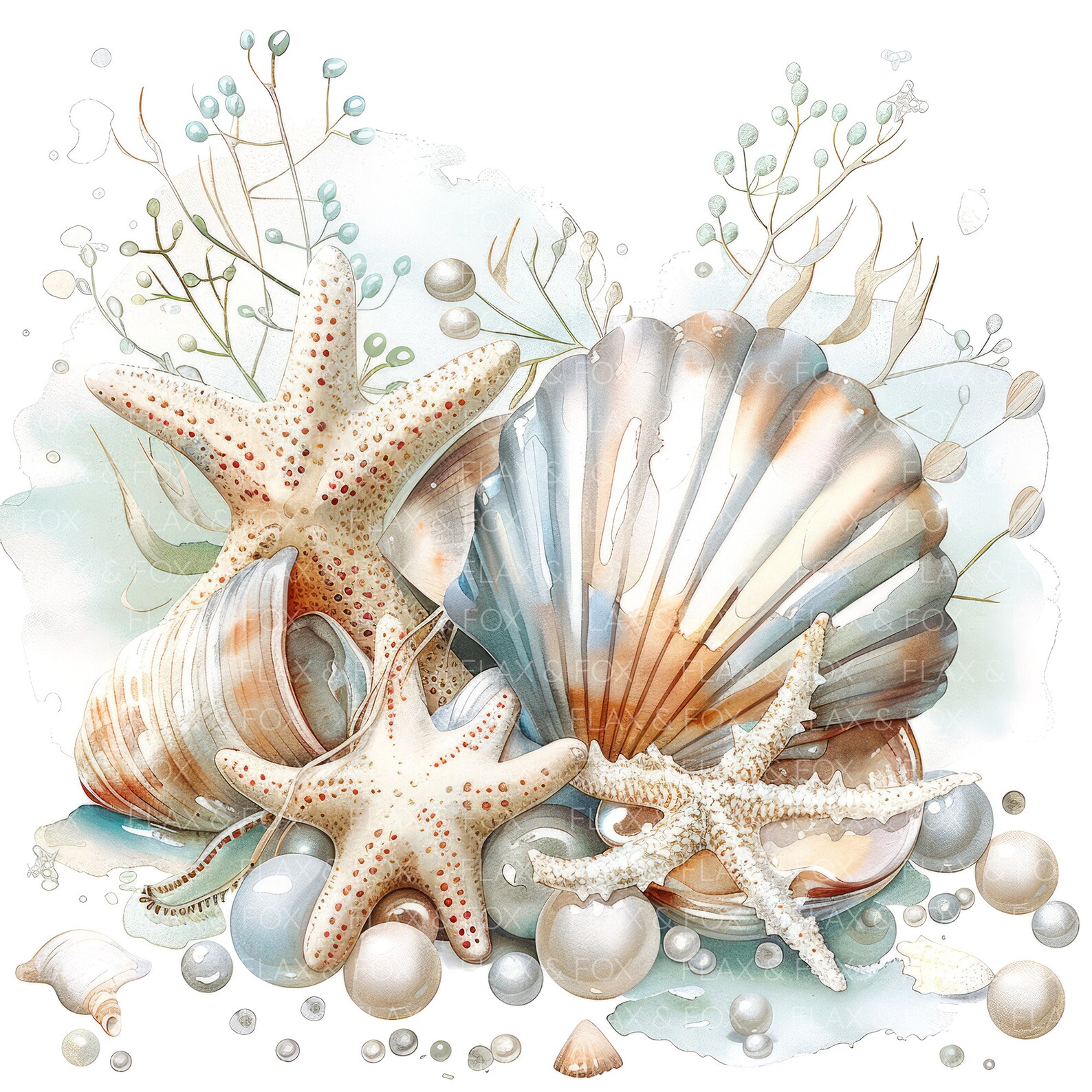 12 Seashell Clipart L Sea Shells Coral L JPG Digital Download L ...