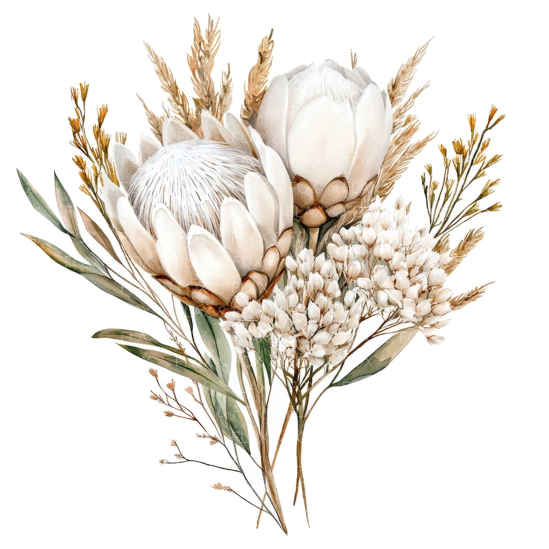 12 White Protea Bouquet Clipart L Watercolor King Protea Flower L JPG ...