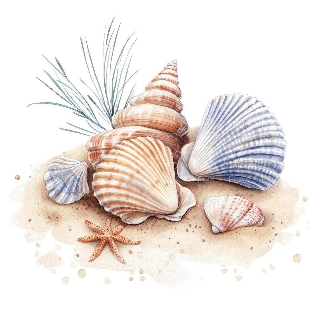 10 Seashell Clipart L Sea Shells Coral L JPG Digital Download L ...