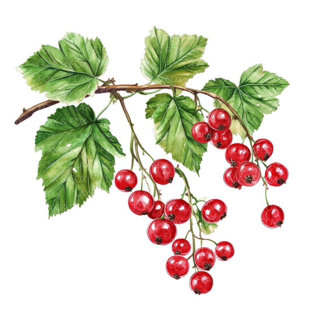 10 Red Currant Clipart L Fruits Berries Leaves L JPG Digital Download L ...