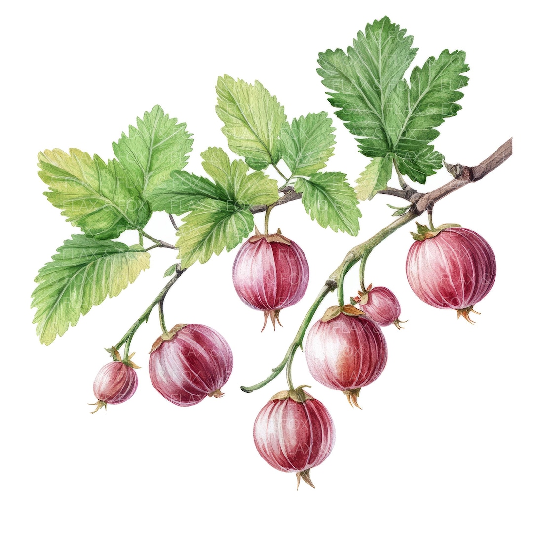 10 Red Gooseberry Clipart L Fruits Berries Leaves L JPG Digital ...