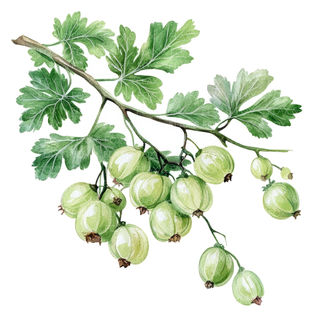 10 Gooseberry Clipart L Fruits Berries Leaves L JPG Digital Download L ...