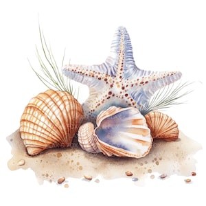 10 Seashell Clipart L Sea Shells Coral L JPG Digital Download L ...