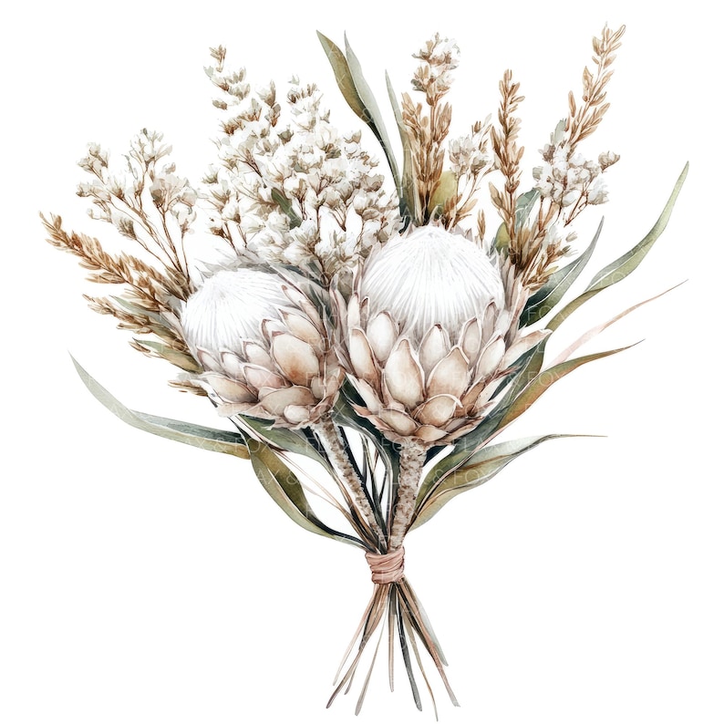 12 White Protea Bouquet Clipart L Watercolor King Protea Flower L JPG ...