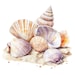 10 Seashell Clipart L Sea Shells Coral L JPG Digital Download L ...