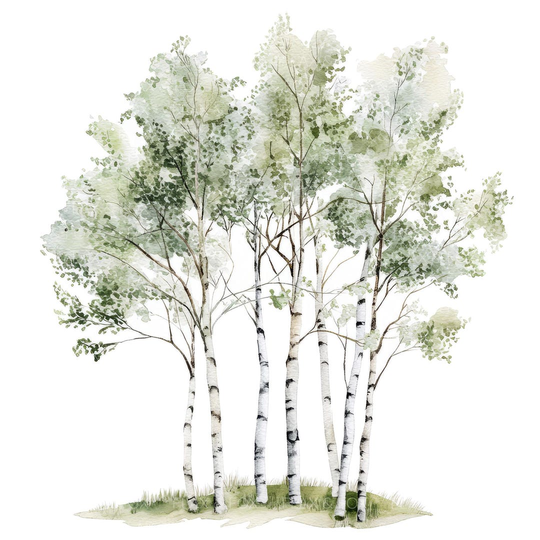 12 Birch Trees Clipart L Spring Summer Decor L JPG Digital Download L ...