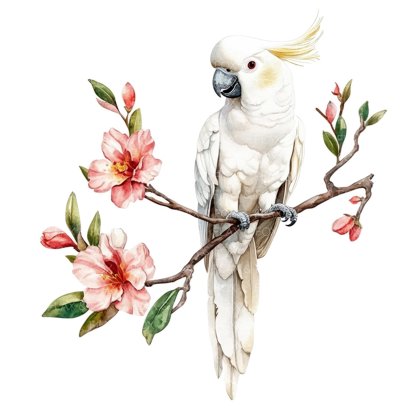 12 Tropical Cockatoo Clipart L Parrot Bird and Flower L JPG Digital ...