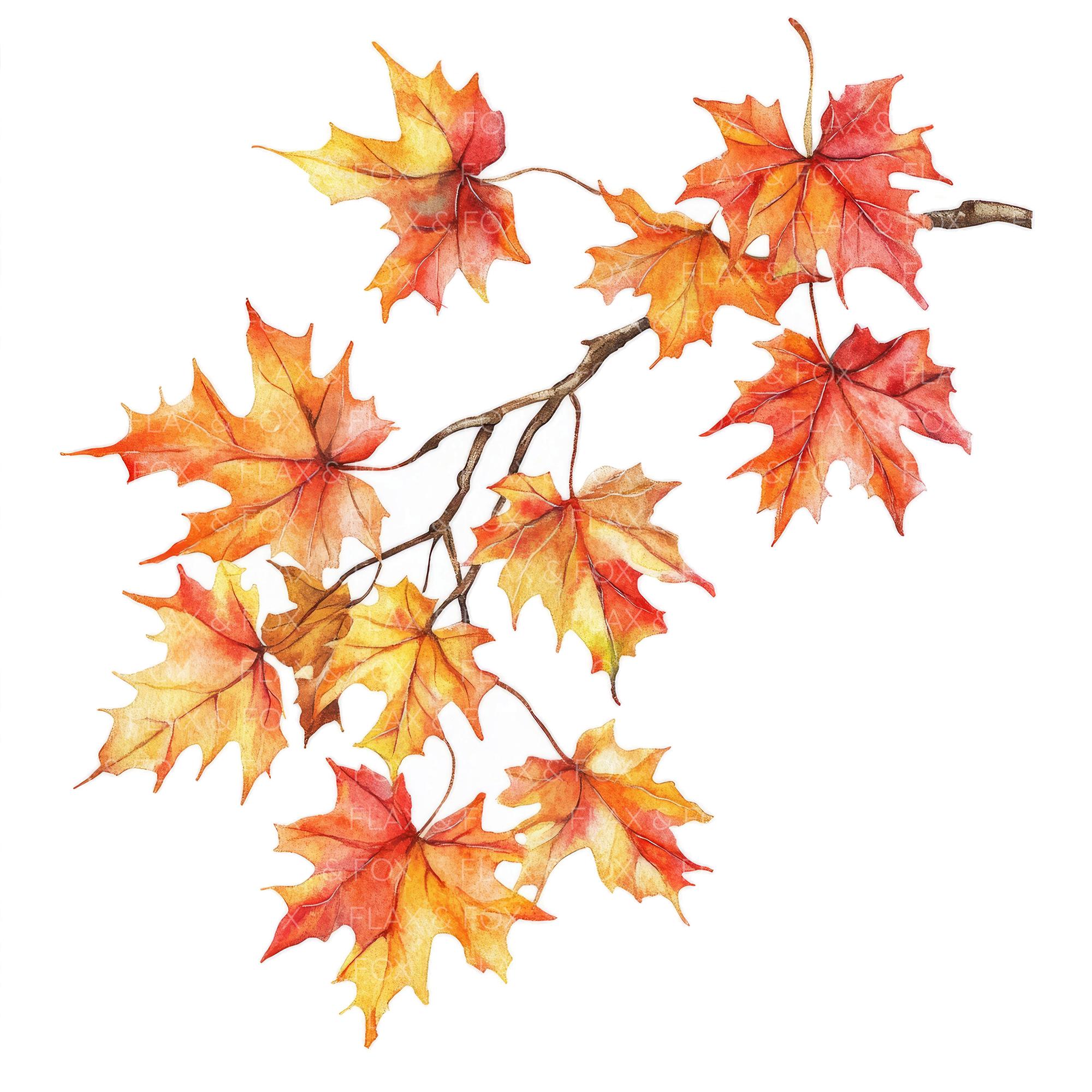 10 Falling Autumn Leaves Clipart L Oak Tree Branch Fall Decor L JPG ...