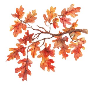 10 Falling Autumn Leaves Clipart L Oak Tree Branch Fall Decor L JPG ...