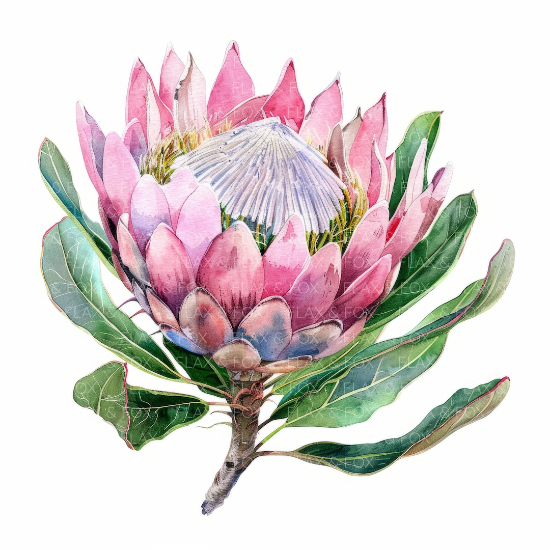 10 Protea Clipart L Watercolor King Protea Flower L JPG Digital ...