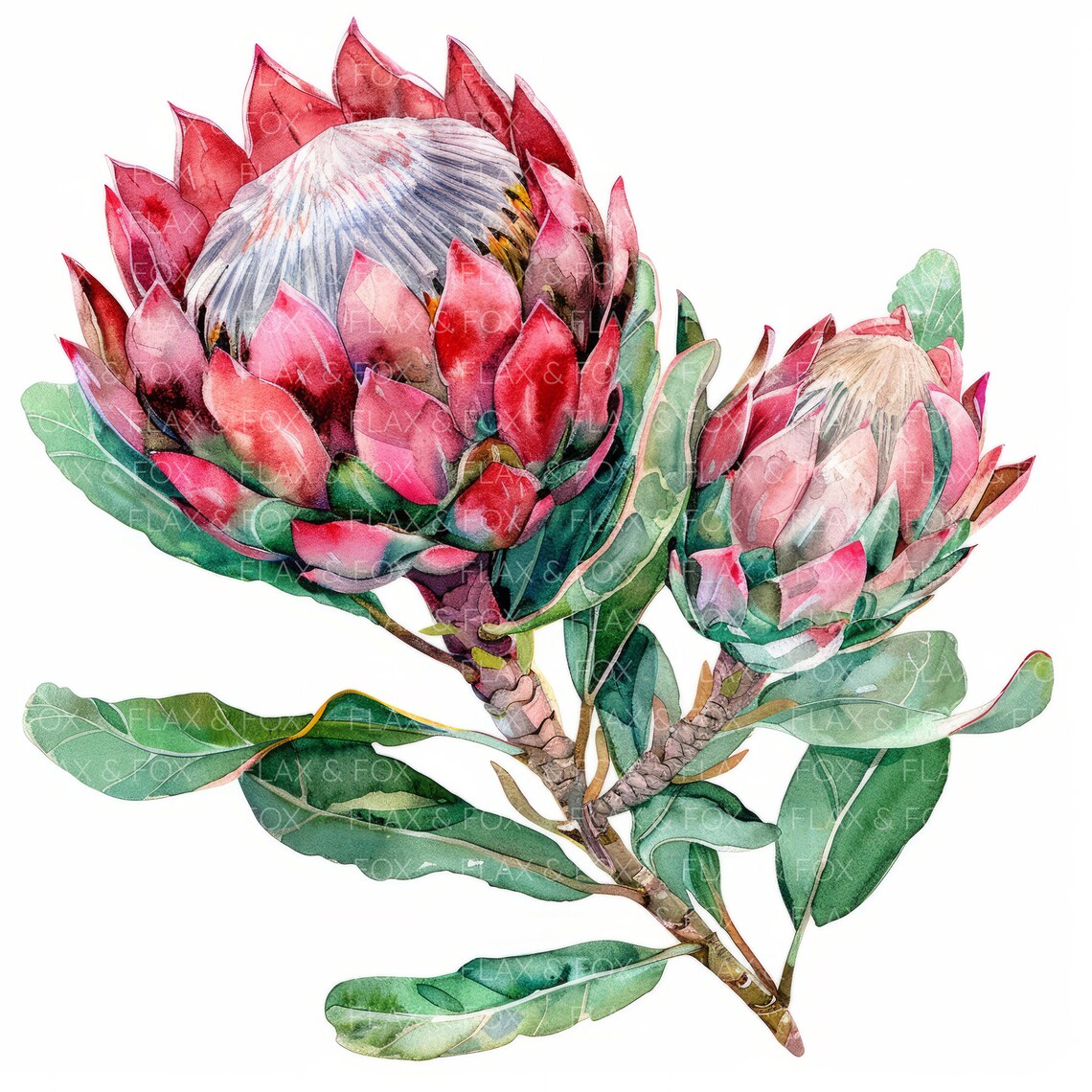 10 Protea Clipart L Watercolor King Protea Flower L JPG Digital ...