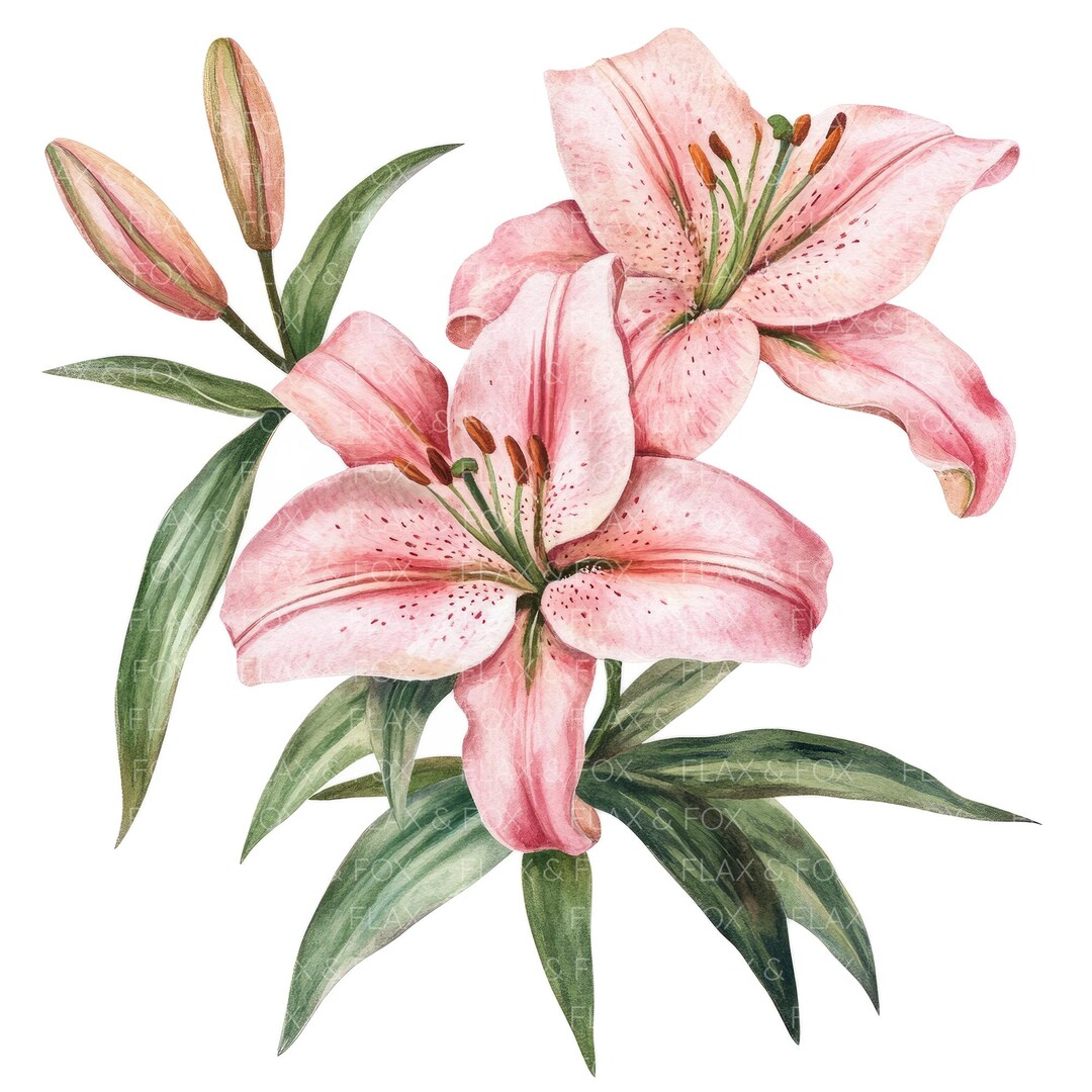 10 Pink Lily Clipart L Watercolor Flower L JPG Digital Download L ...