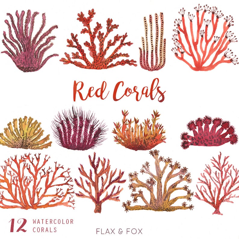 Red Corals Watercolor Elements Hand Painted Clipart Floral - Etsy