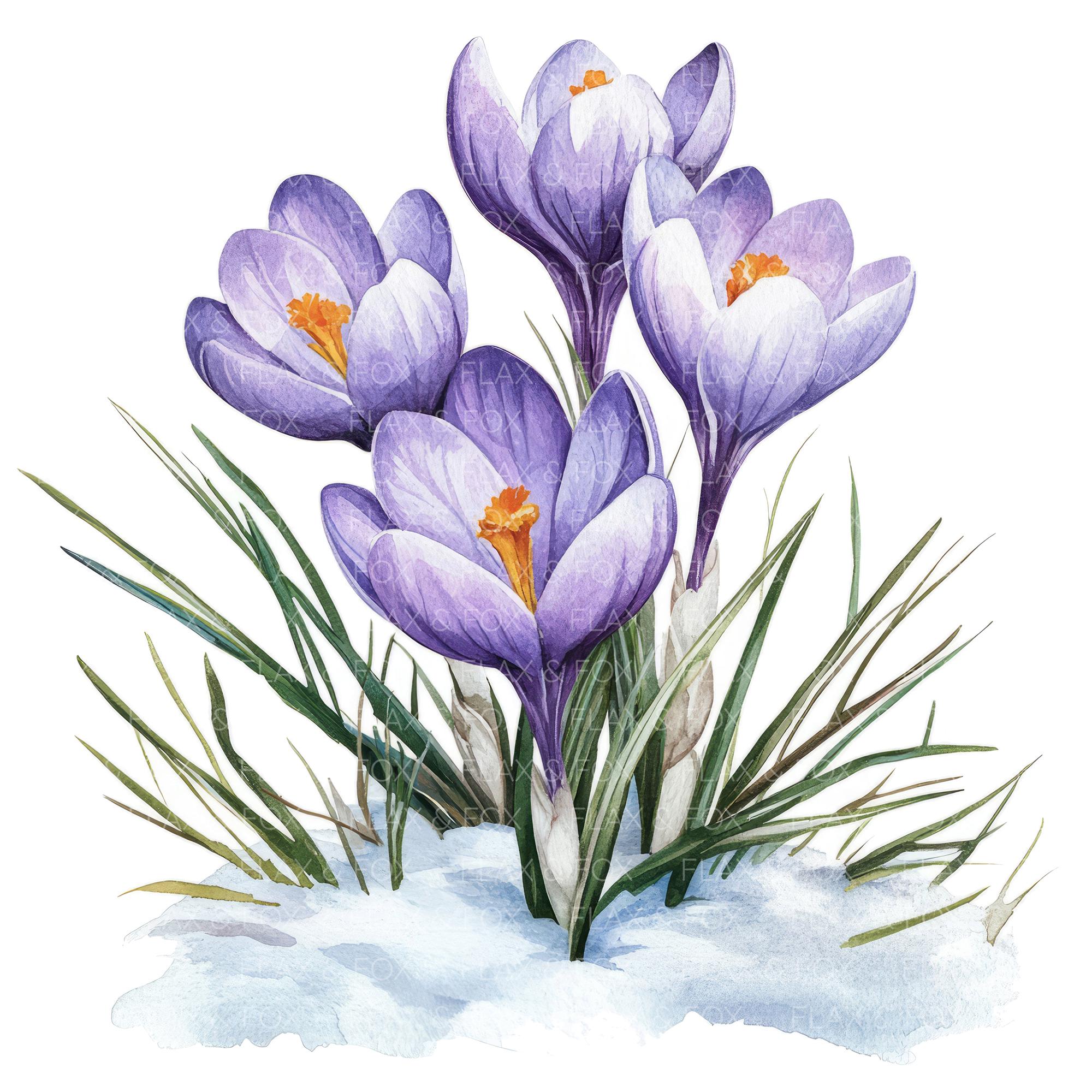 18 Crocus Flower Clipart L Purple Flowers L JPG Digital Download L ...