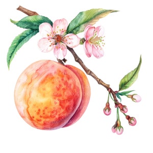 10 Peaches Clipart L Fruits Flowers Leaves L JPG Digital Download L ...