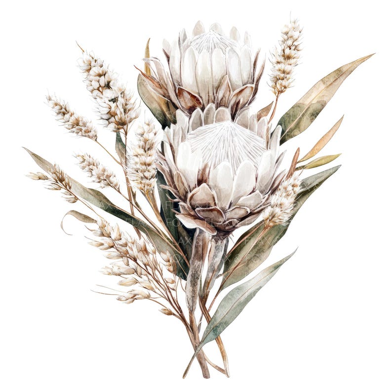 12 White Protea Bouquet Clipart L Watercolor King Protea Flower L JPG ...
