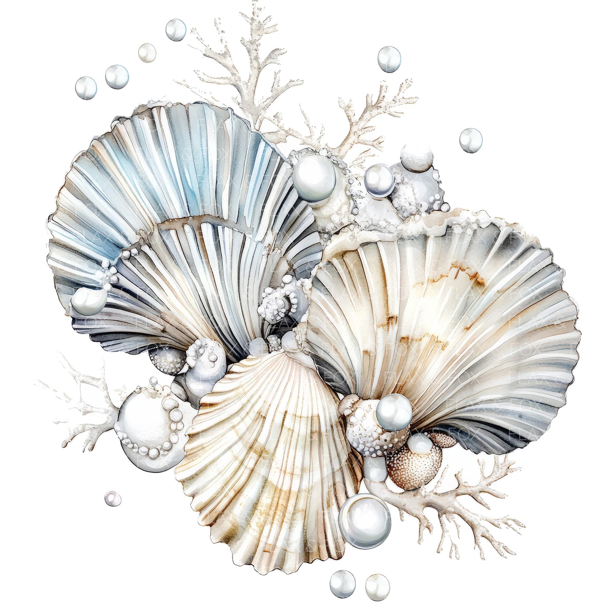 10 Seashell Clipart L Sea Shells Coral L JPG Digital Download L ...