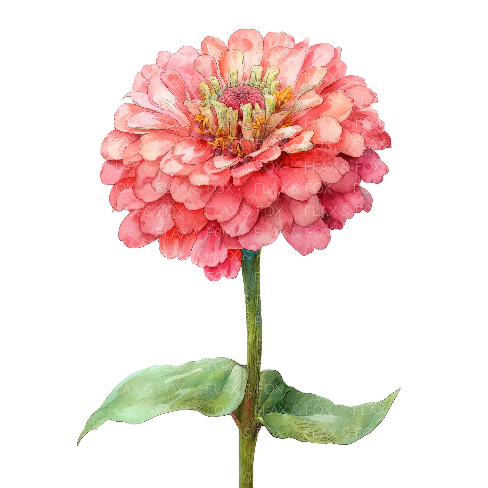 20 Zinnia Flowers Clipart L Red Flowers Branch L JPG Digital Download L ...