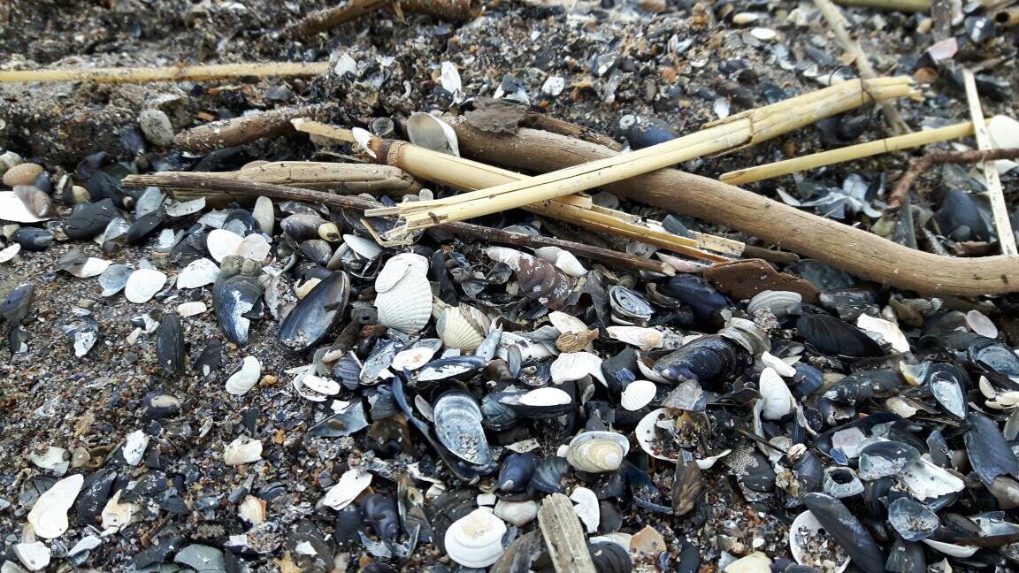 50 Psc Set of Shells Baltic Sea Resources Shells Different Shells From ...