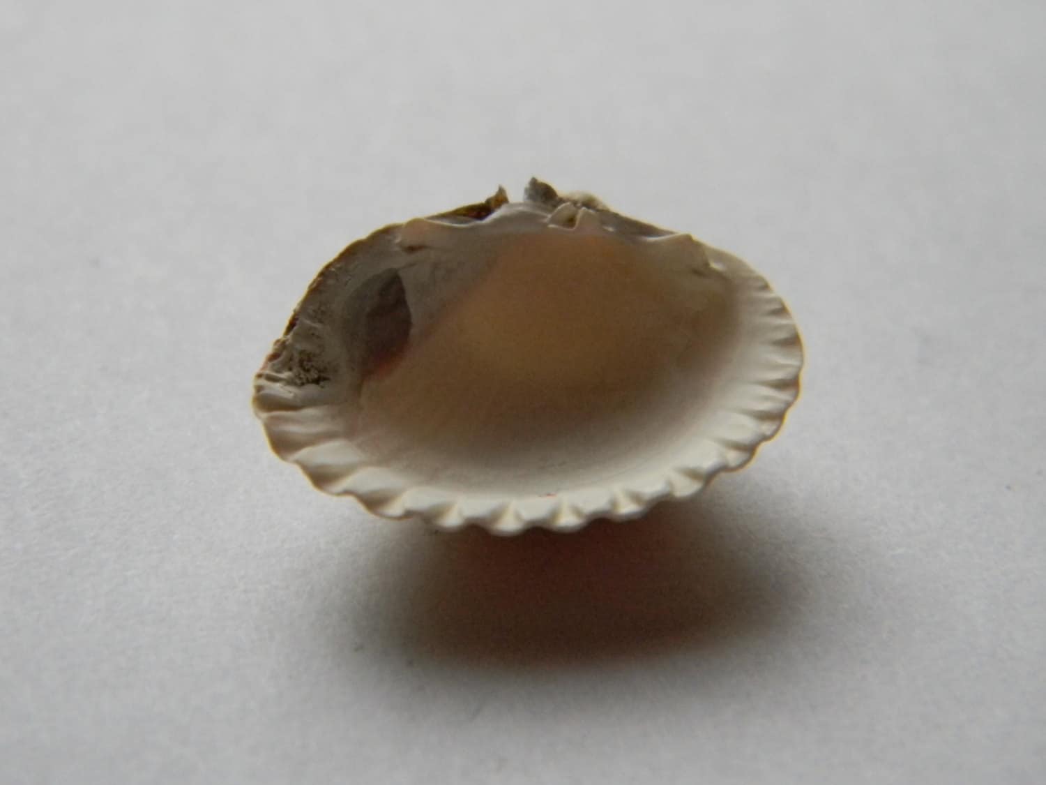 50 Psc Set of Shells Baltic Sea Resources Shells Different Shells From ...