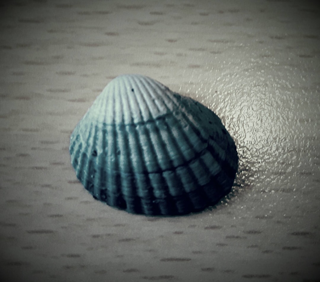 50 Psc Set of Shells Baltic Sea Resources Shells Different Shells From ...