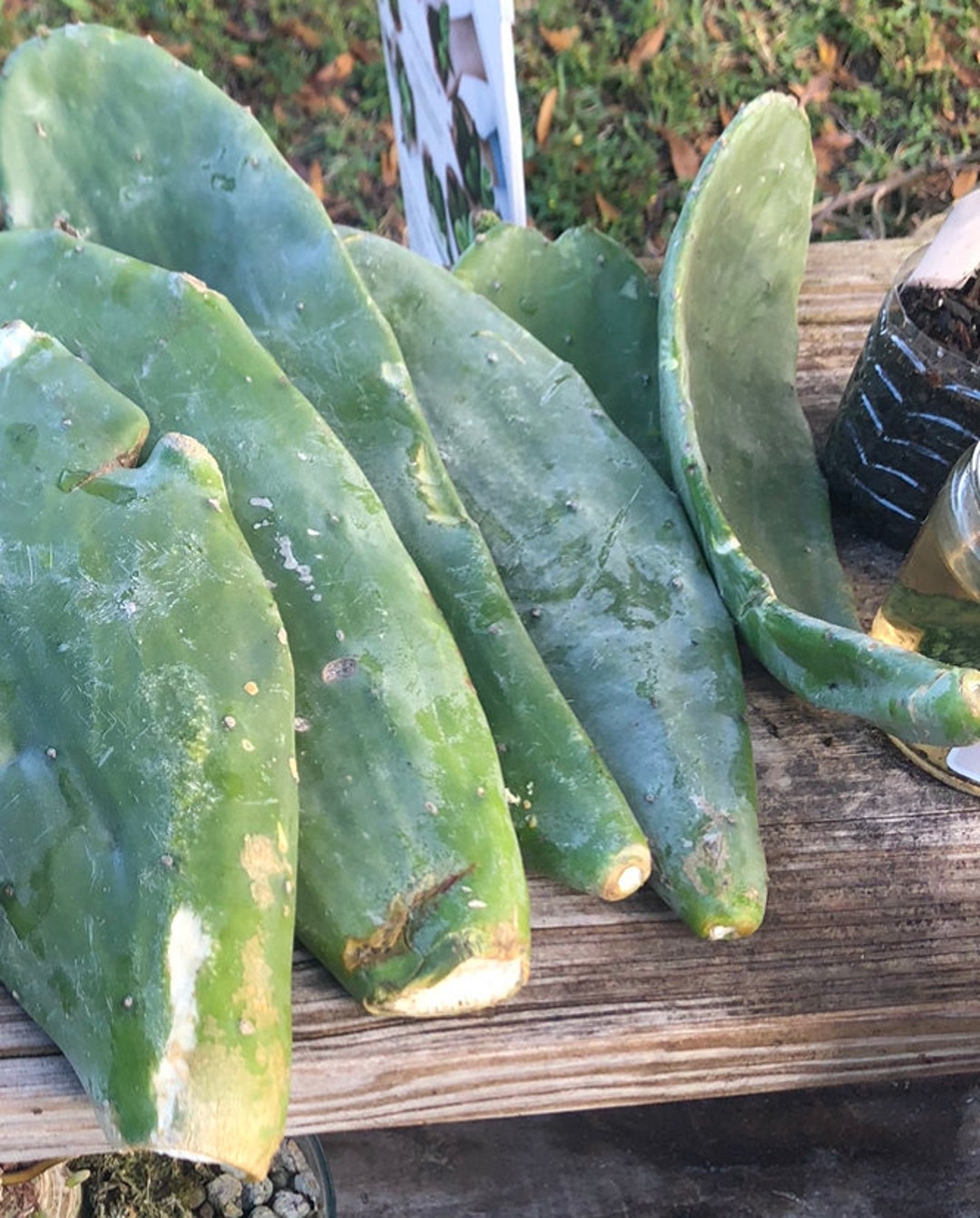 Prickly Pear Cutting - Etsy