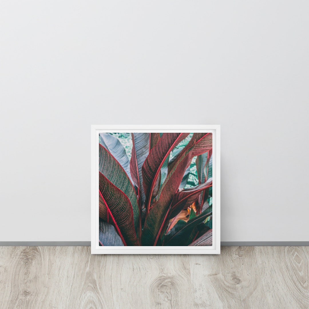 Variegated Ti Leaf Photo Canvas Print, Framed Canvas - Etsy