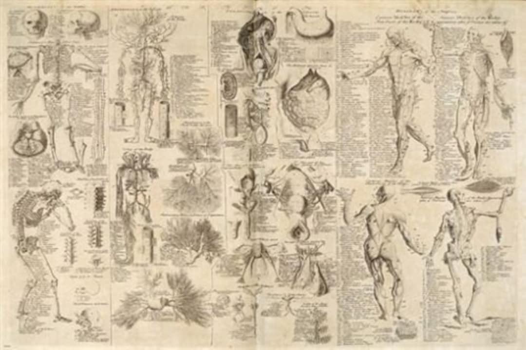 Retro Art Decorative 1728 Human Body Detailed Anatomical Chart ...