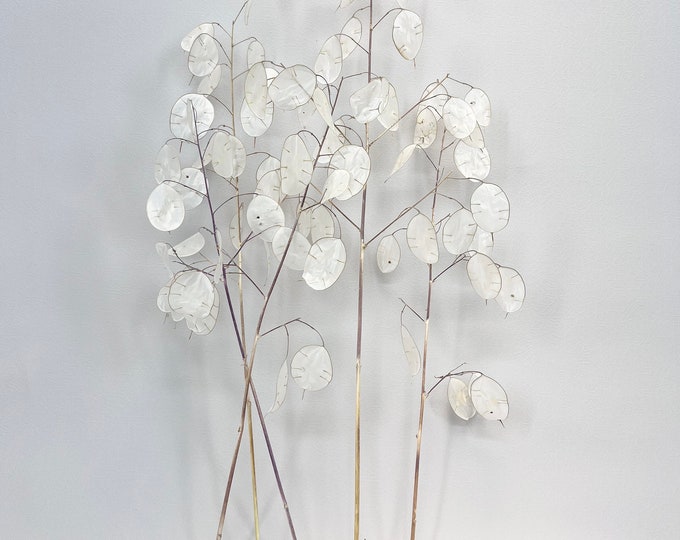5 Branches of Dried Lunaria, Dried Silver Dollar Plant, Dried Money ...