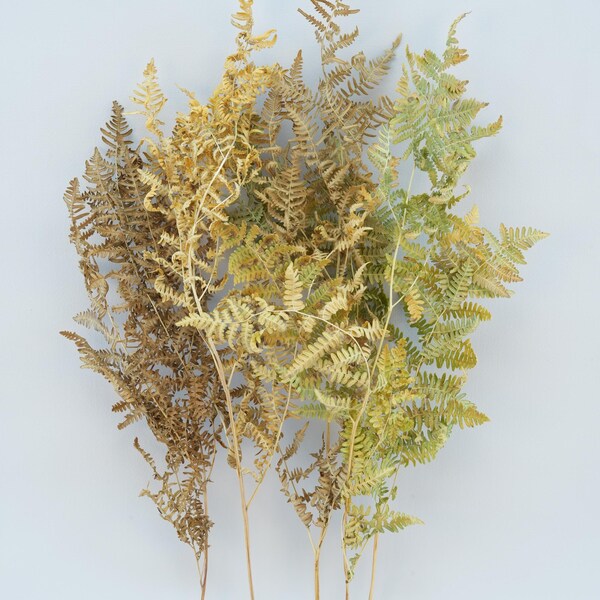 Dried Ferns - Etsy