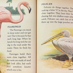 Birds of All Kinds, A Little Golden Book. First Edition. Vintage ...