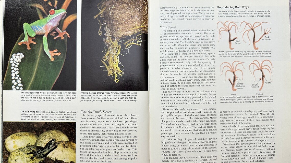 Reader's Digest, Our Nature World Series. Animal Families. Vintage Book ...