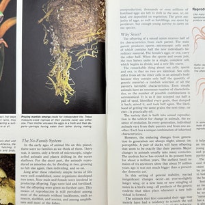 Reader's Digest, Our Nature World Series. Animal Families. Vintage Book ...