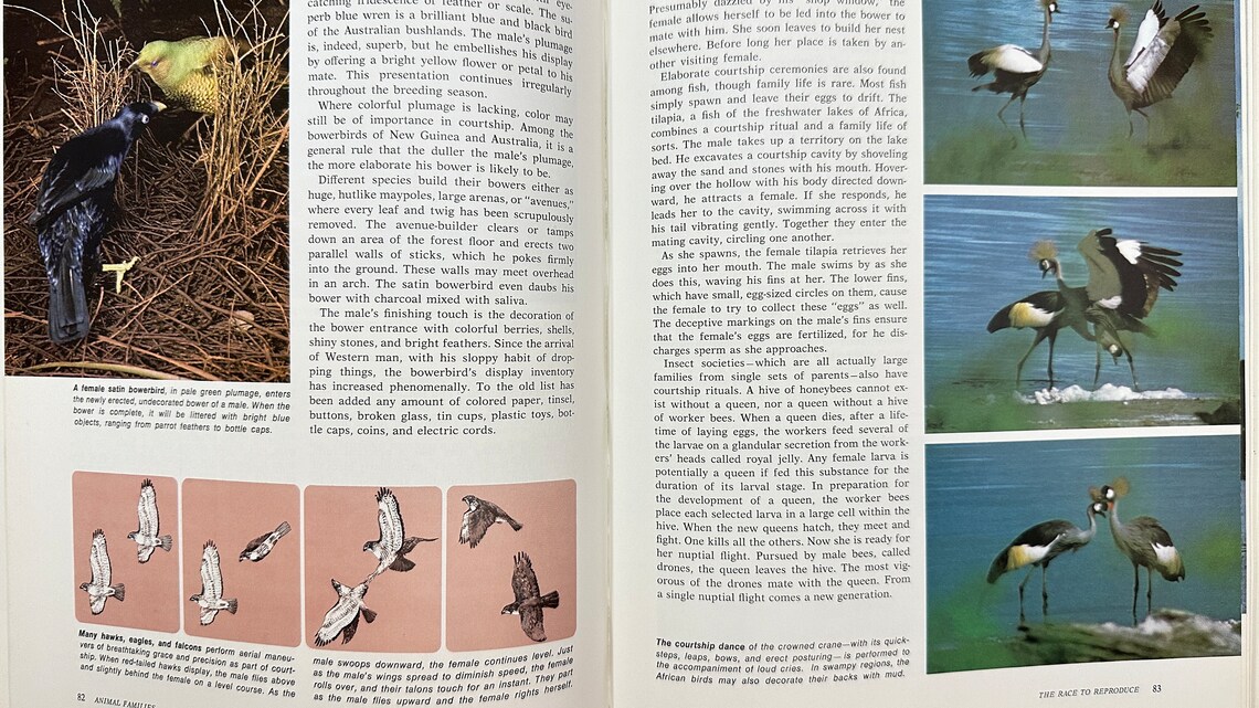 Reader's Digest, Our Nature World Series. Animal Families. Vintage Book ...