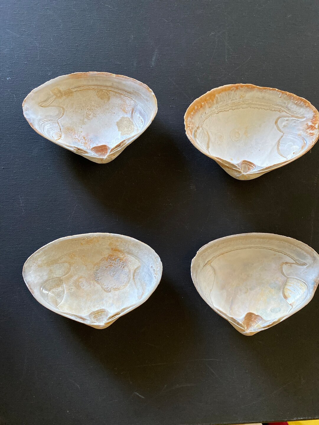 Clam Shell Hand-collected From Long Island (hamptons) Atlantic Ocean ...