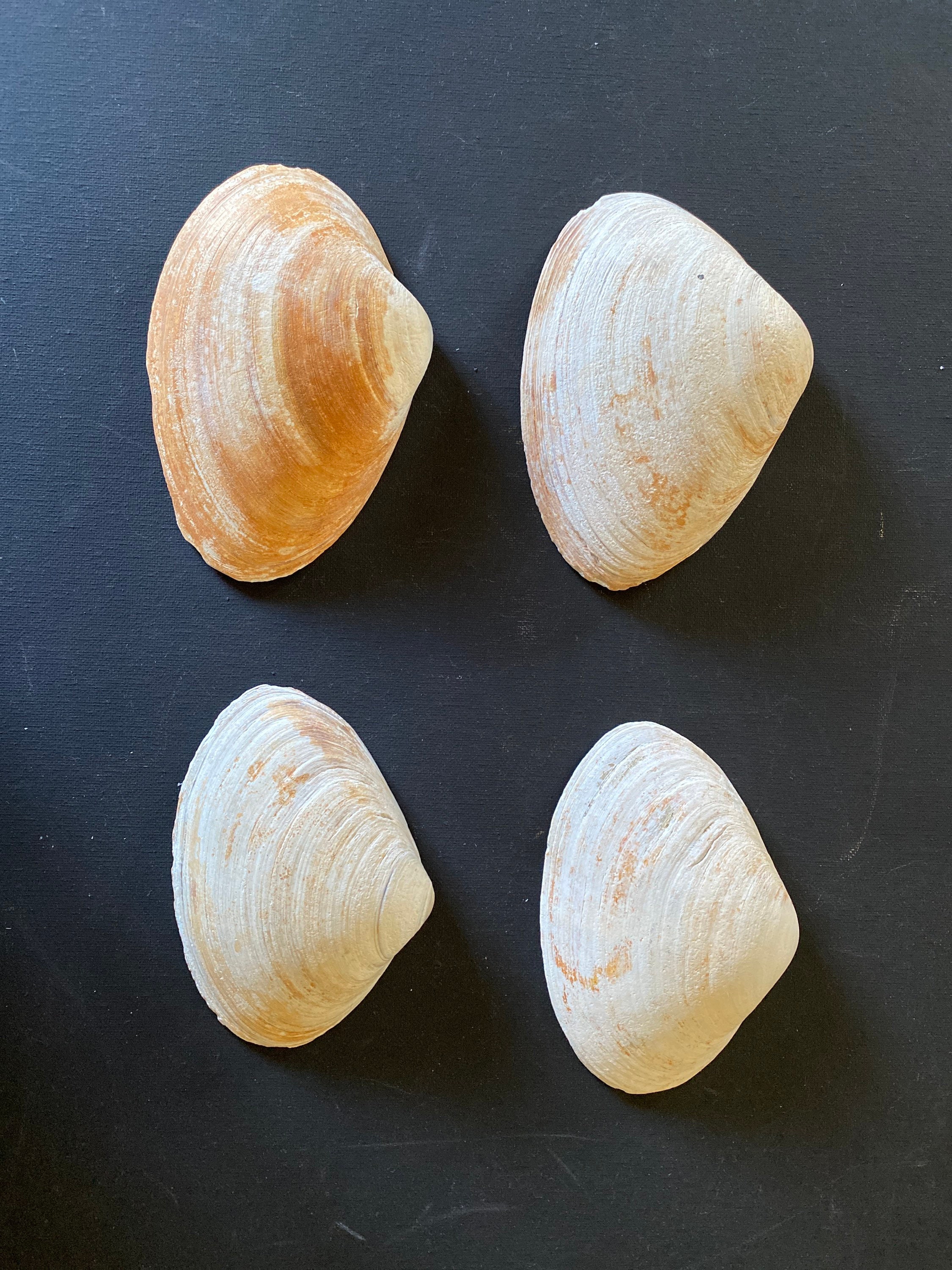 Clam Shell Hand-collected From Long Island hamptons Atlantic - Etsy