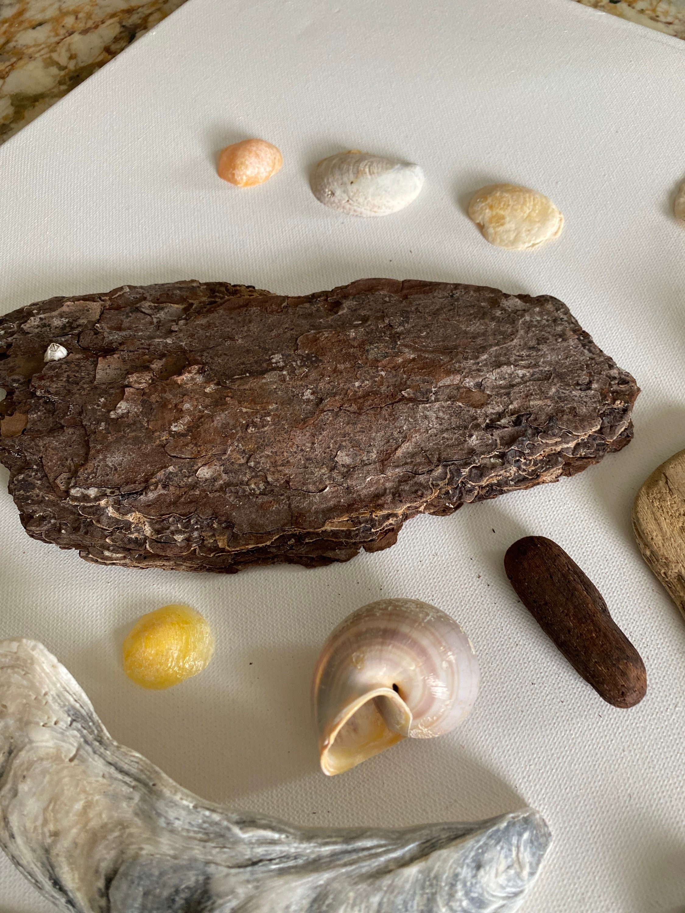 Set of Atlantic Ocean 10-shells and 3-tumbled Beach Wood - Etsy