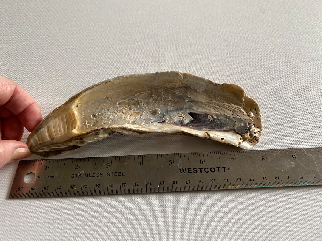 Large Oyster Shell 8"long,atlantic Ocean Long Island (hamptons) Rare ...