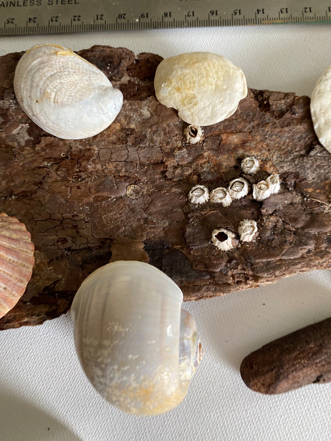 Set of Atlantic Ocean 10-shells and 3-tumbled Beach Wood - Etsy