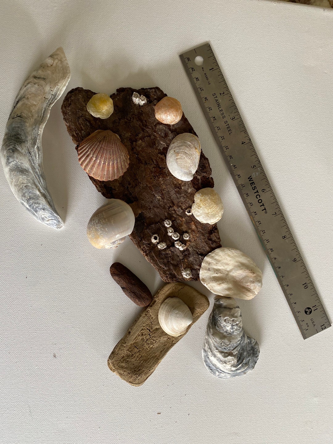 Set of Atlantic Ocean 10-shells and 3-tumbled Beach Wood - Etsy